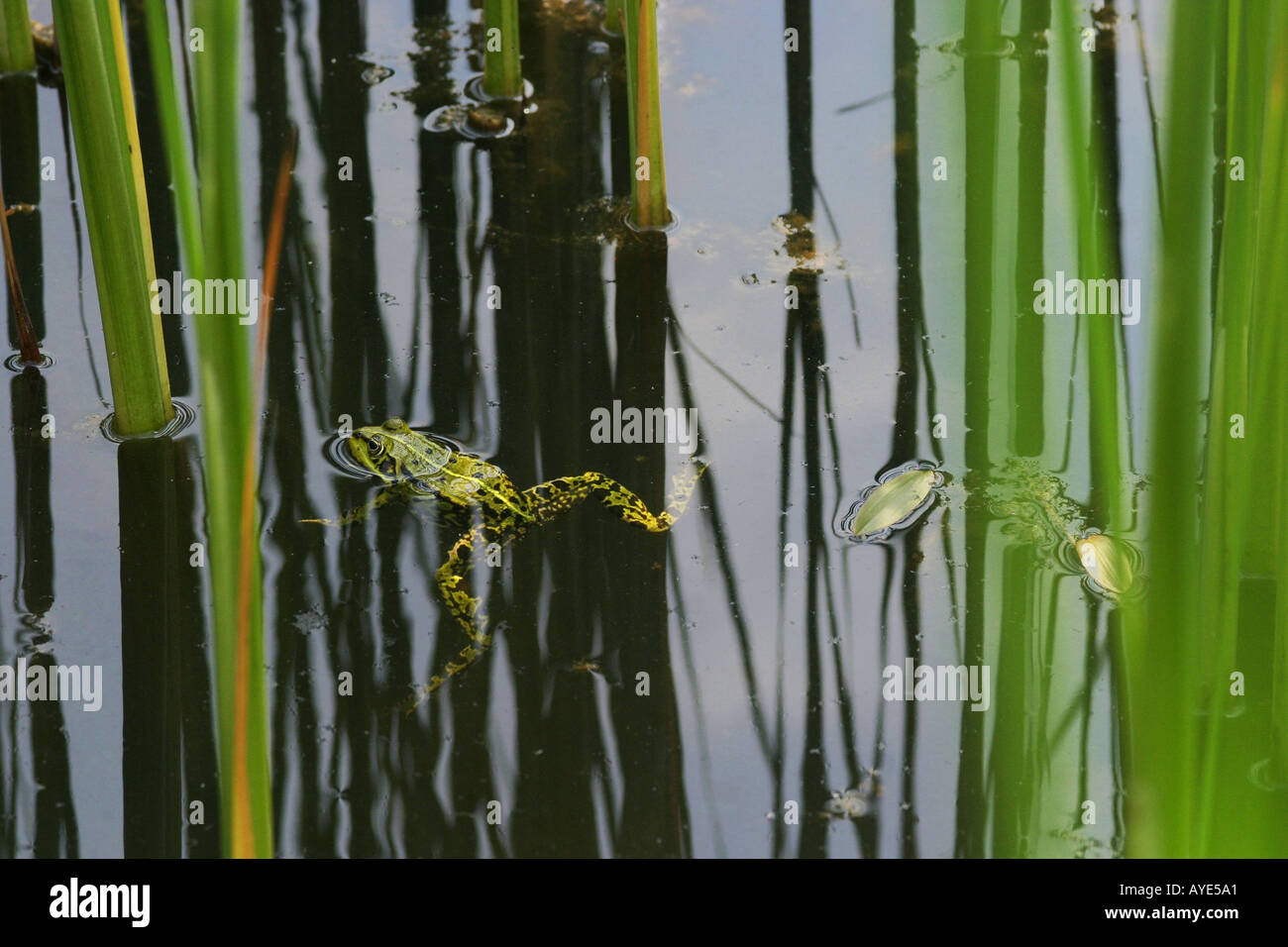 Frog in pond with tall reeds Stock Photo - Alamy