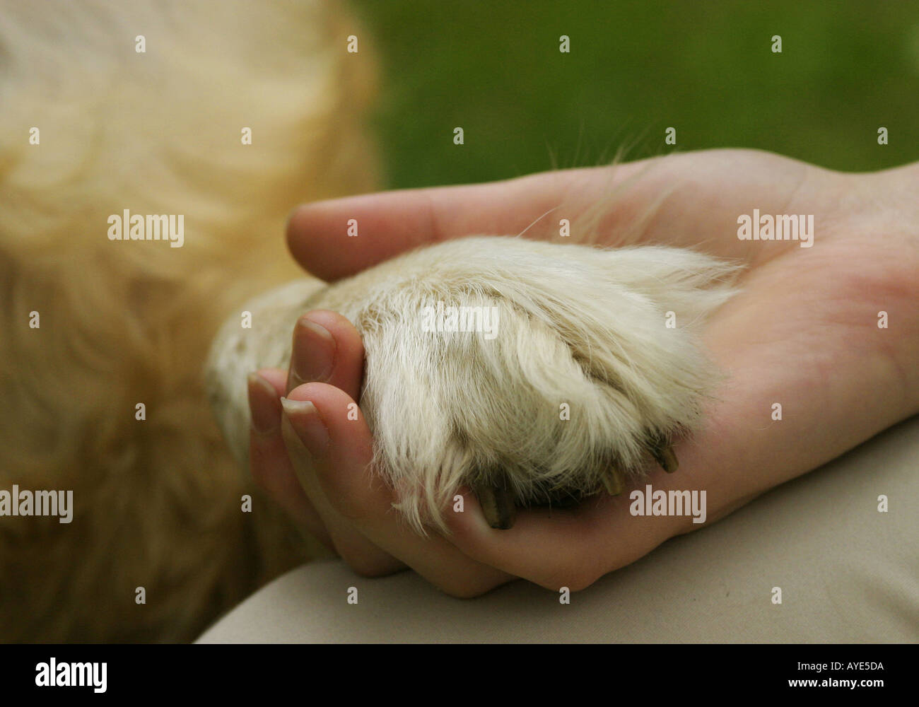 Golden retriever close up of paw in owners hand green background Stock ...