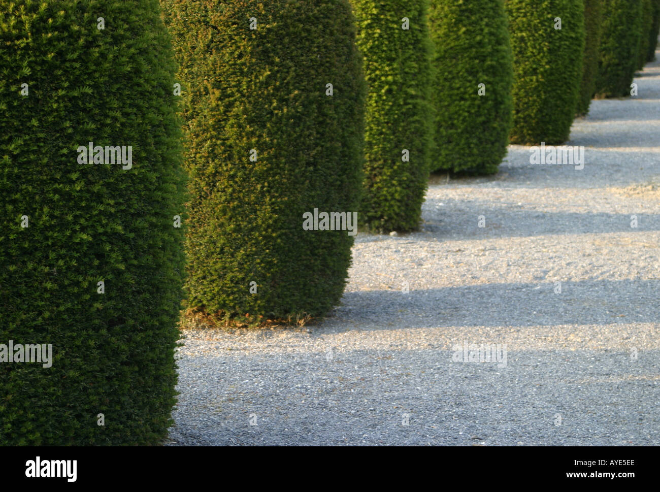 Manicured privet hedge regular pattern order with cast shadows Stock ...
