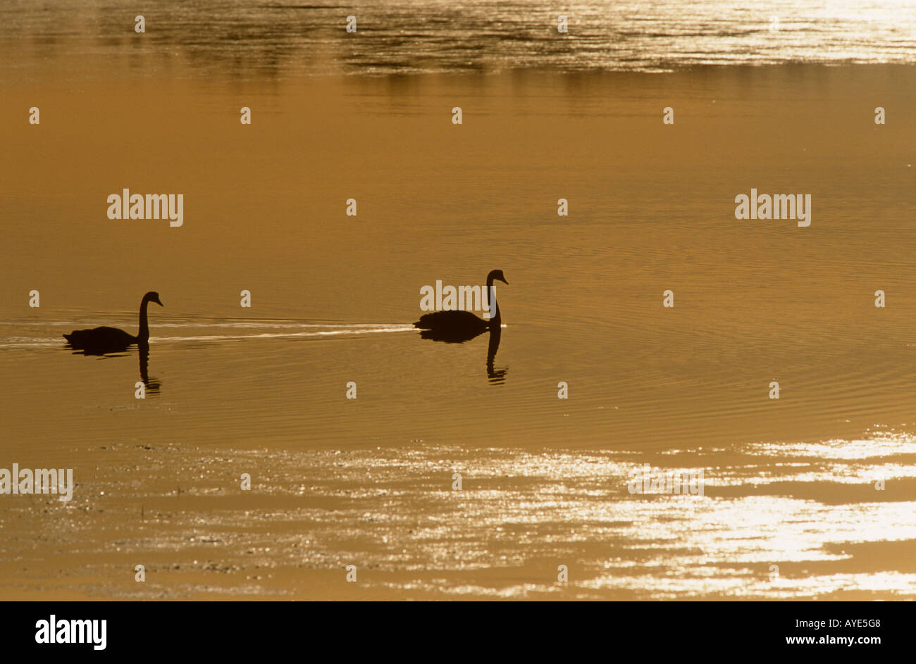 Black swans, Forestier Peninsula, Tasmania, Australia Stock Photo - Alamy