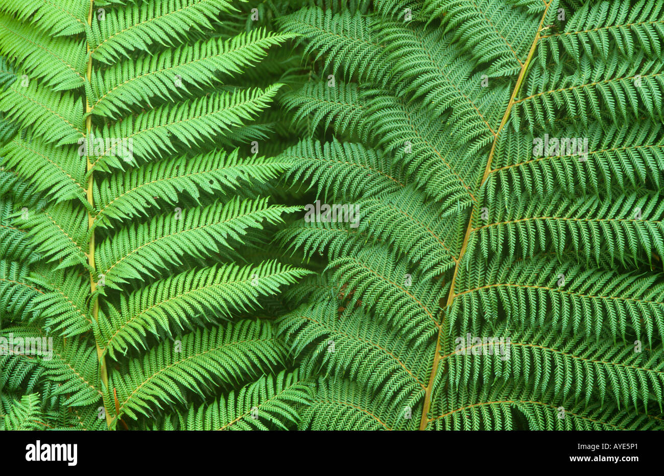 Tree fern fronds, Australia Stock Photo - Alamy