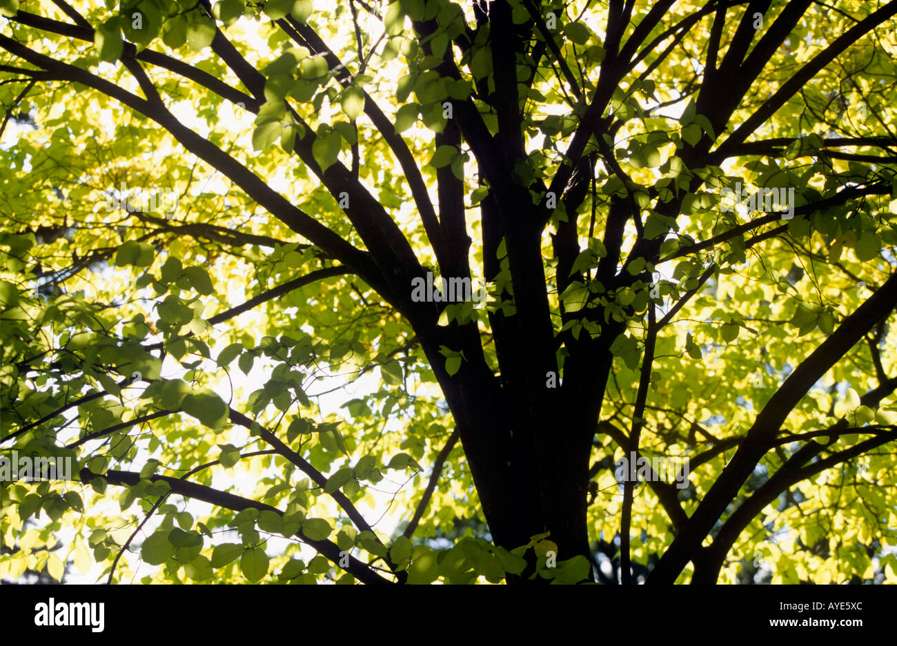 Elm tree limbs hi-res stock photography and images - Alamy