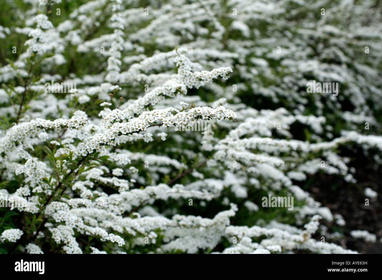 Bridal wreath spirea hi-res stock photography and images - Alamy