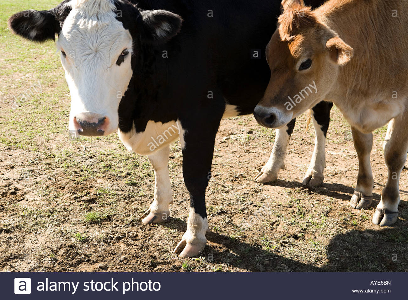 Even Toed Ungulates Stock Photos & Even Toed Ungulates Stock Images - Alamy