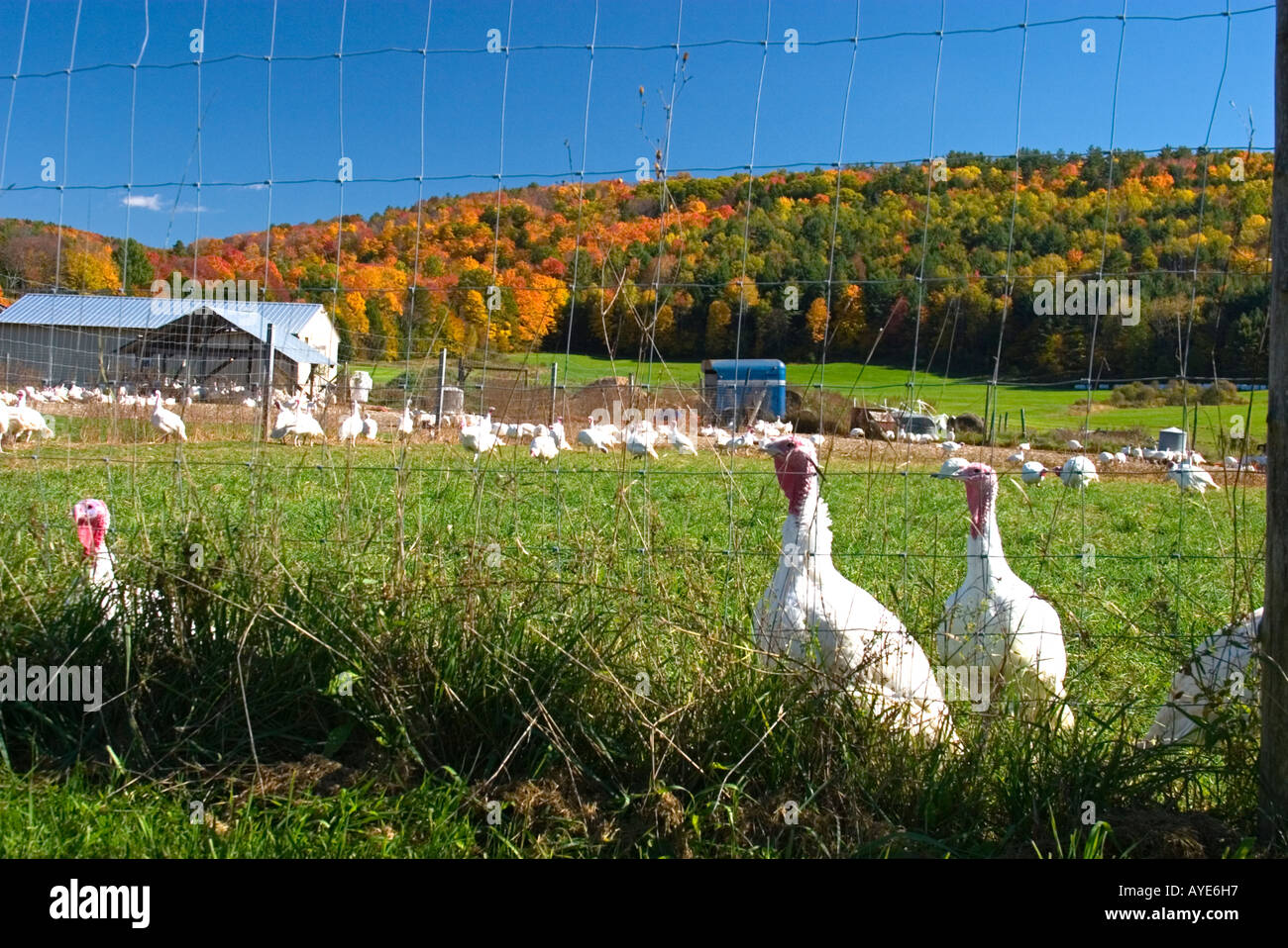 Fall turkeys hi-res stock photography and images - Alamy