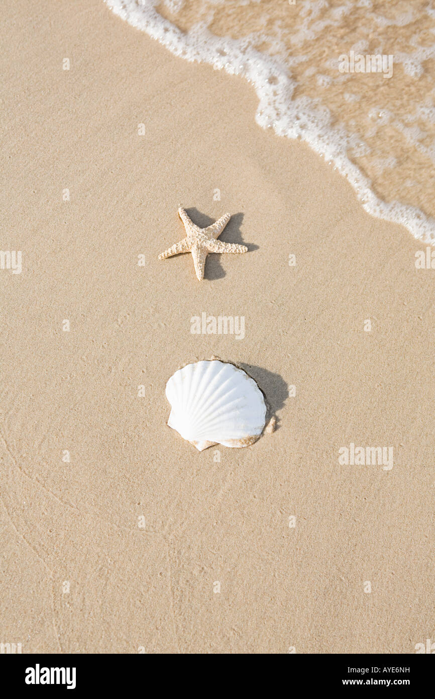 Shell and starfish on a beach Stock Photo - Alamy