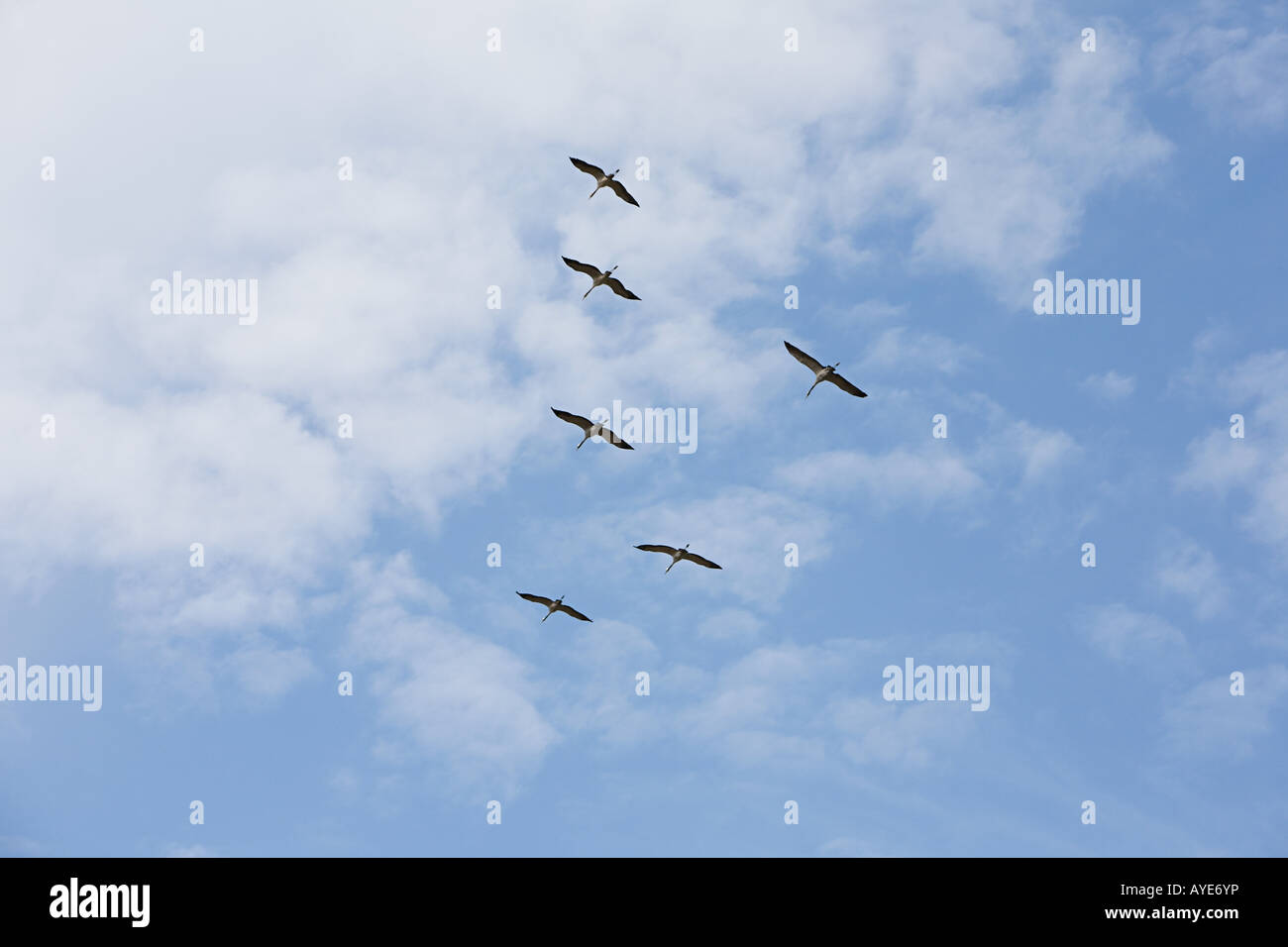 Six birds flying Stock Photo - Alamy