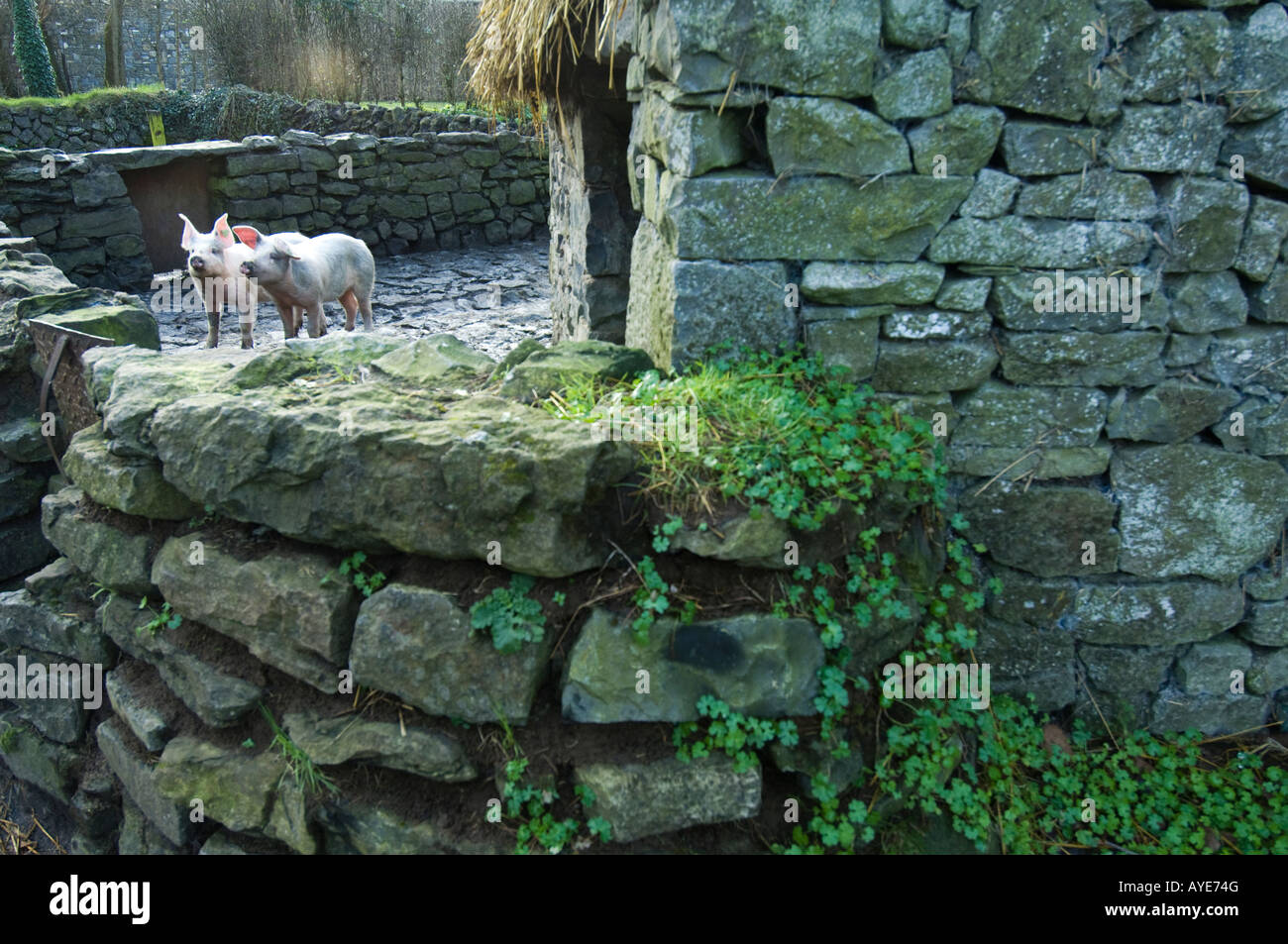 Stone pig stye with thatched shed at Bunratty Castle County Clare ...