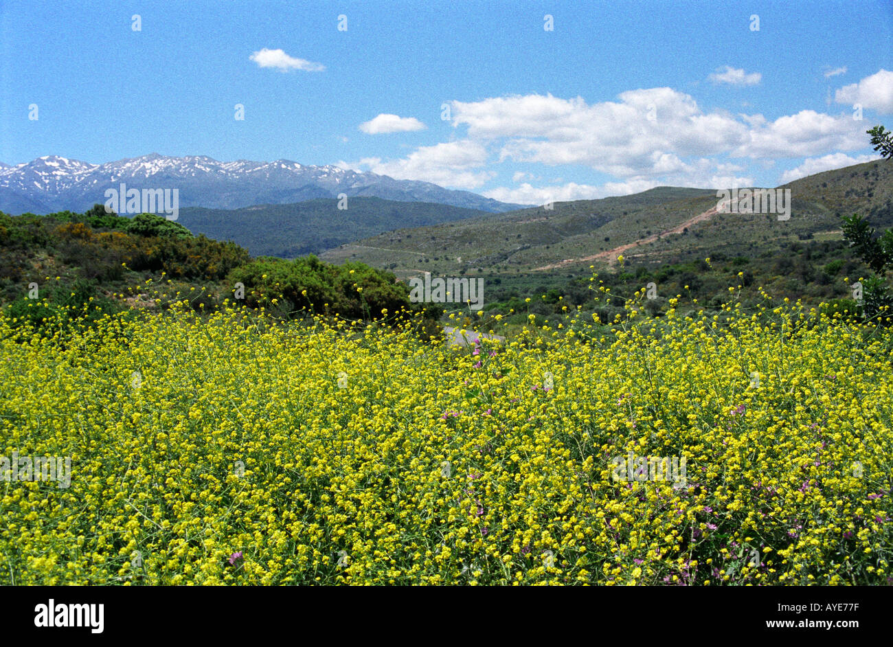 Spring in Crete Greece Wild flowers carpet the mountainsides Stock ...