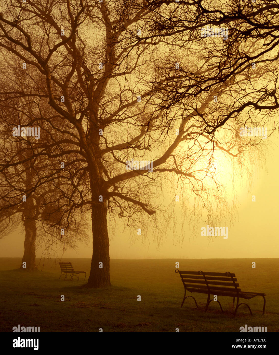 Park benches in morning mist Stock Photo - Alamy