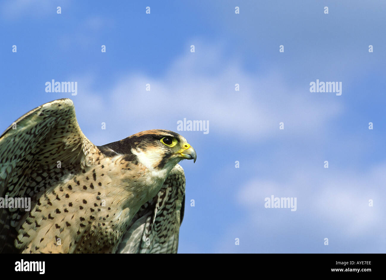 lanner falcon Falco biarmicus bird of prey Stock Photo - Alamy