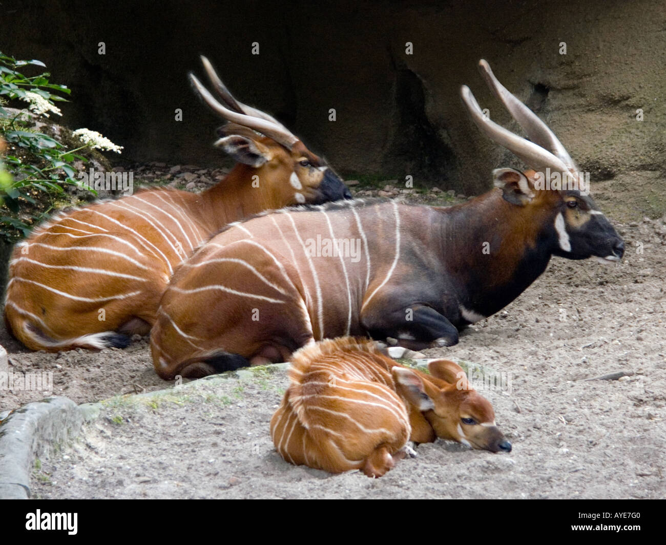 Bongos hi-res stock photography and images - Alamy