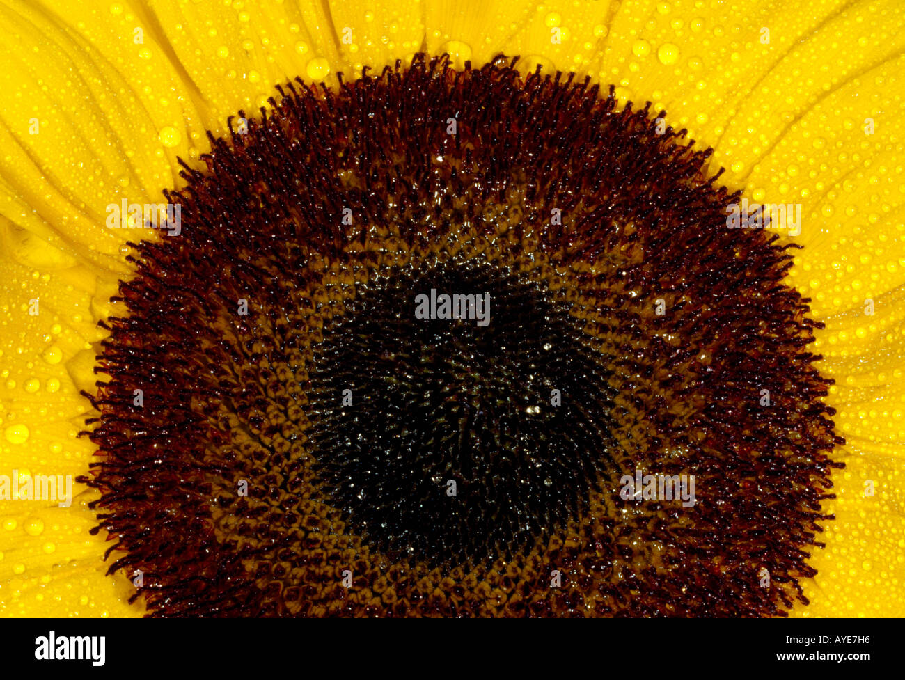 GERBERER WITH WATER Stock Photo - Alamy