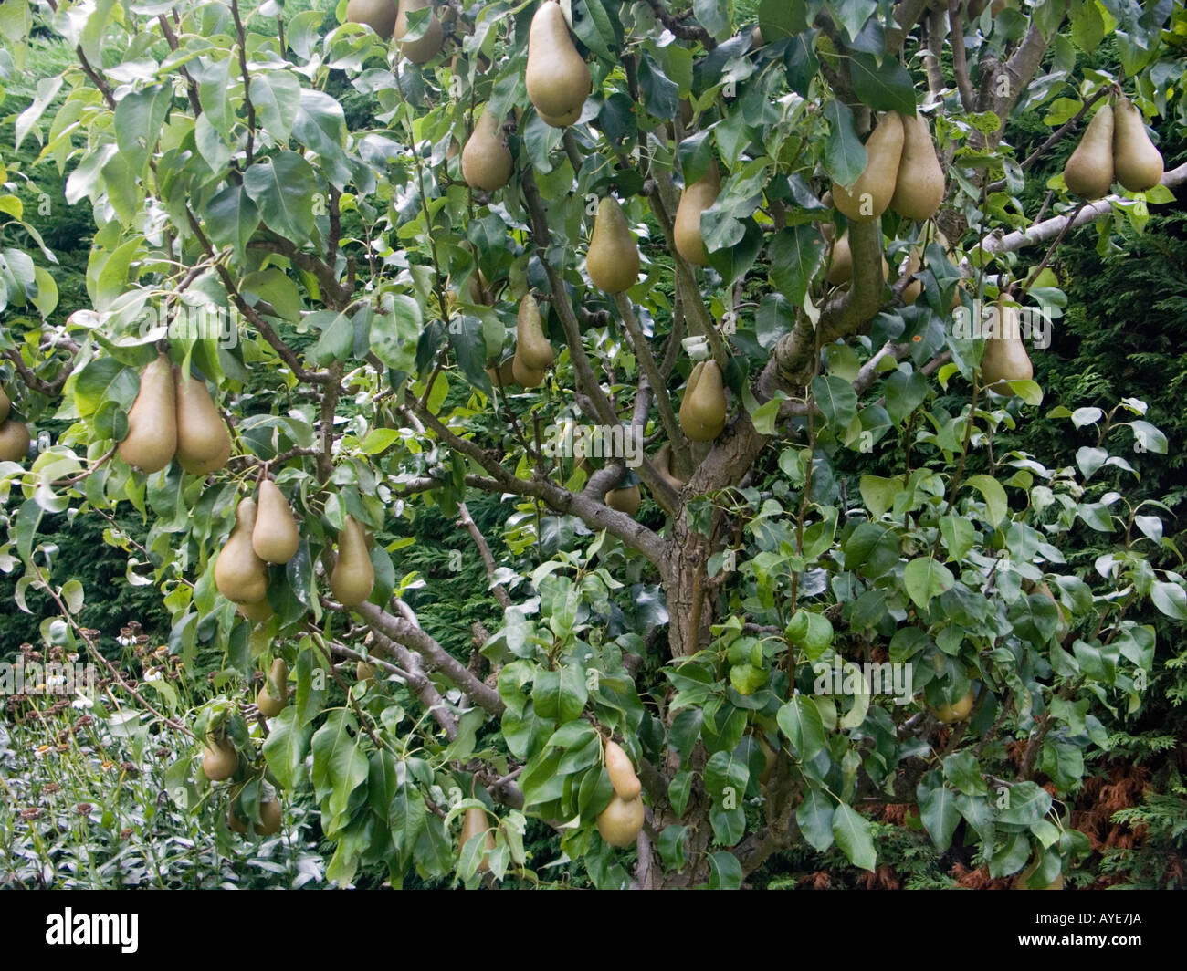 Large crop of Conference Pears on tree Stock Photo - Alamy