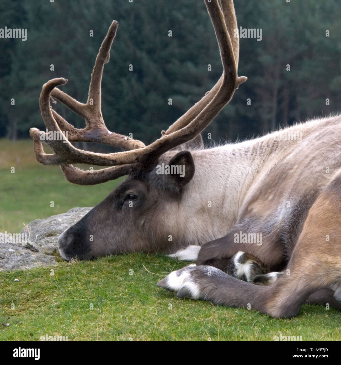 Kincraig wildlife park hi-res stock photography and images - Alamy