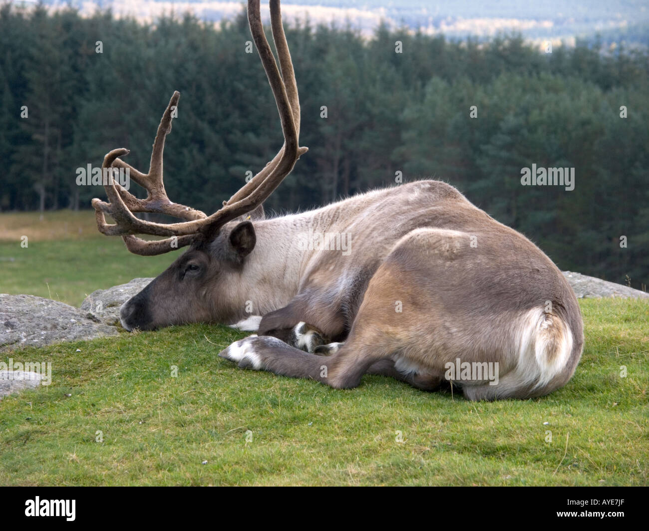 Kincraig wildlife park hi-res stock photography and images - Alamy