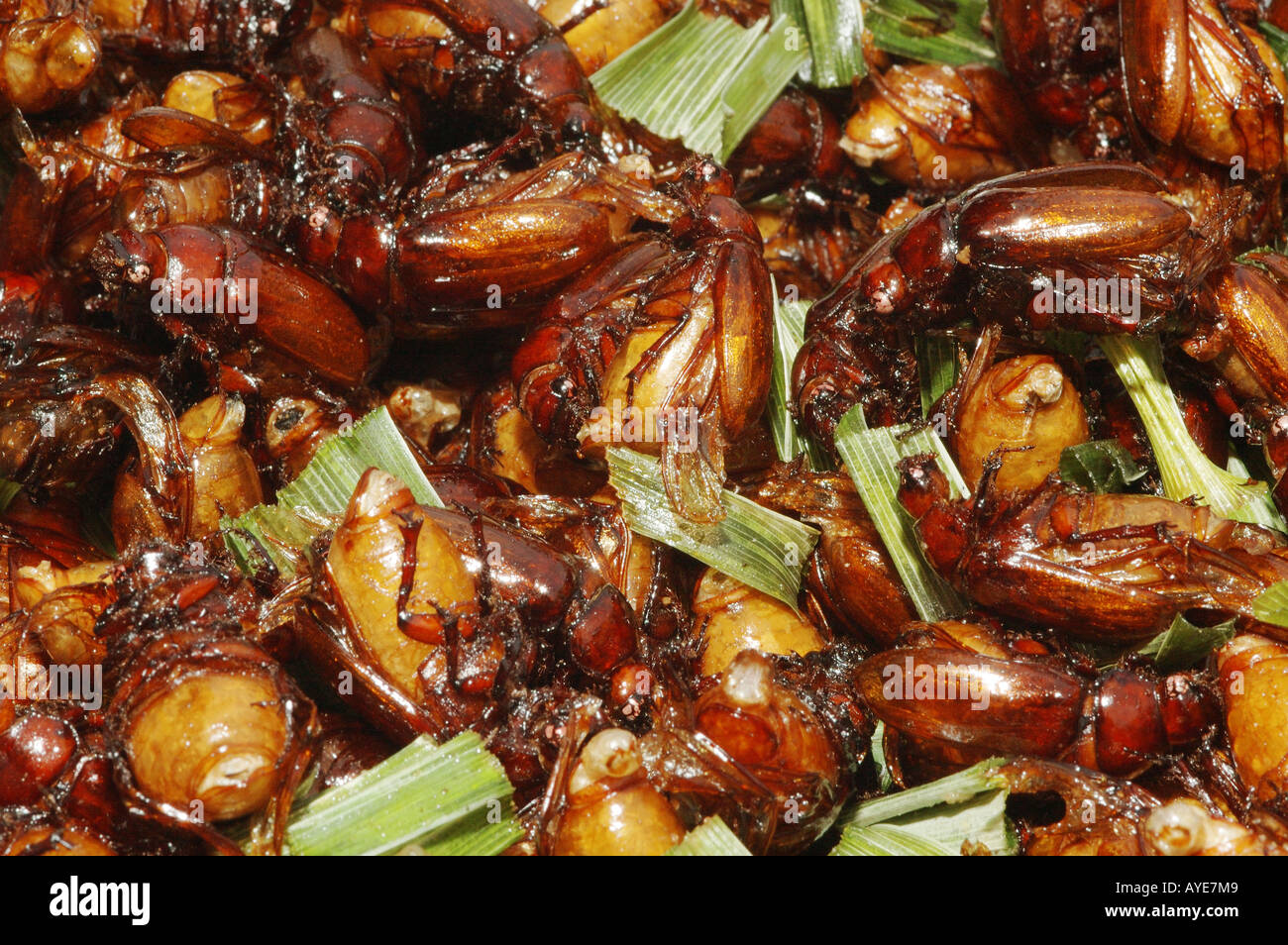 Bugs In Thai Market High Resolution Stock Photography and Images - Alamy