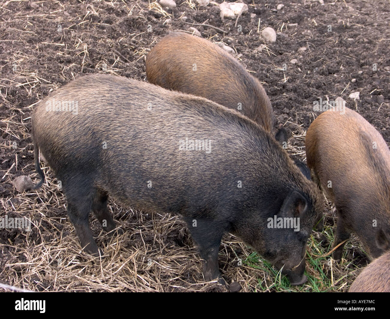Razorbacks hi-res stock photography and images - Alamy