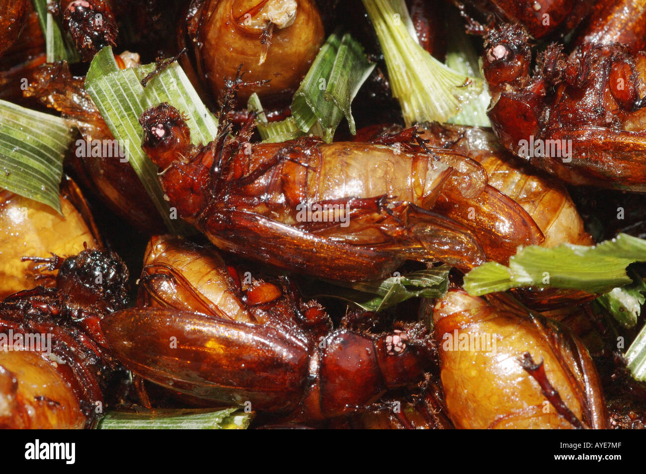 Thailand beetles hi-res stock photography and images - Alamy