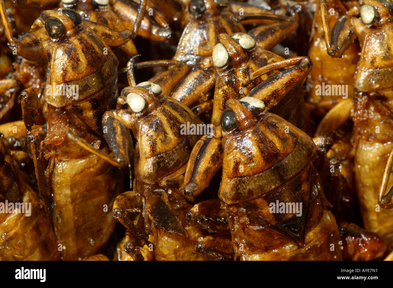 Fried cockroaches sale bangkok hi-res stock photography and images - Alamy