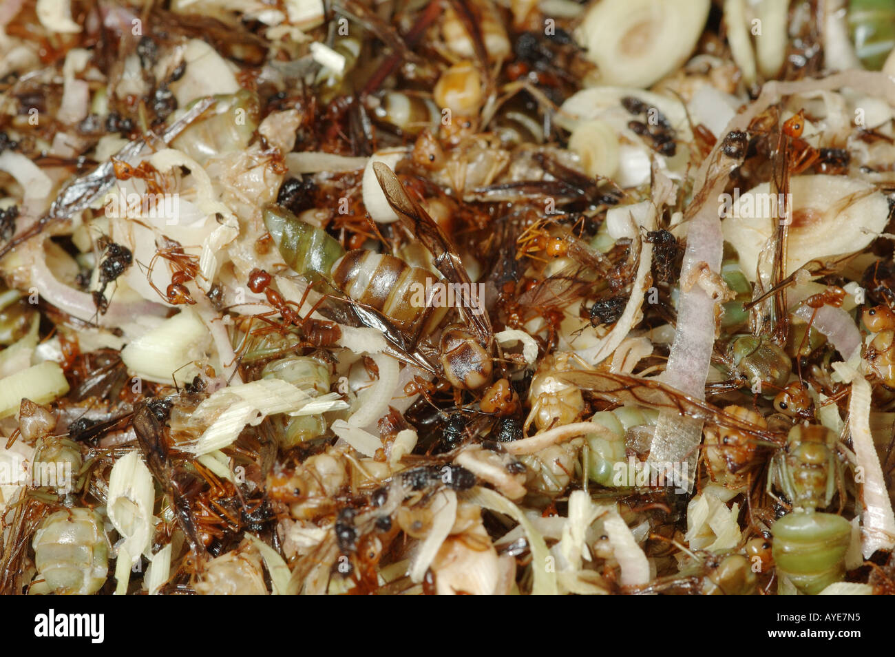 Cooked Ants