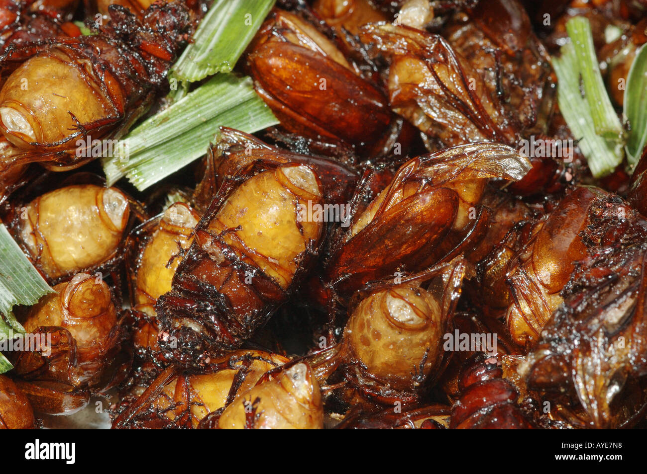 Fried glazed beetles for sale in a Bangkok market on Khao San Road ...