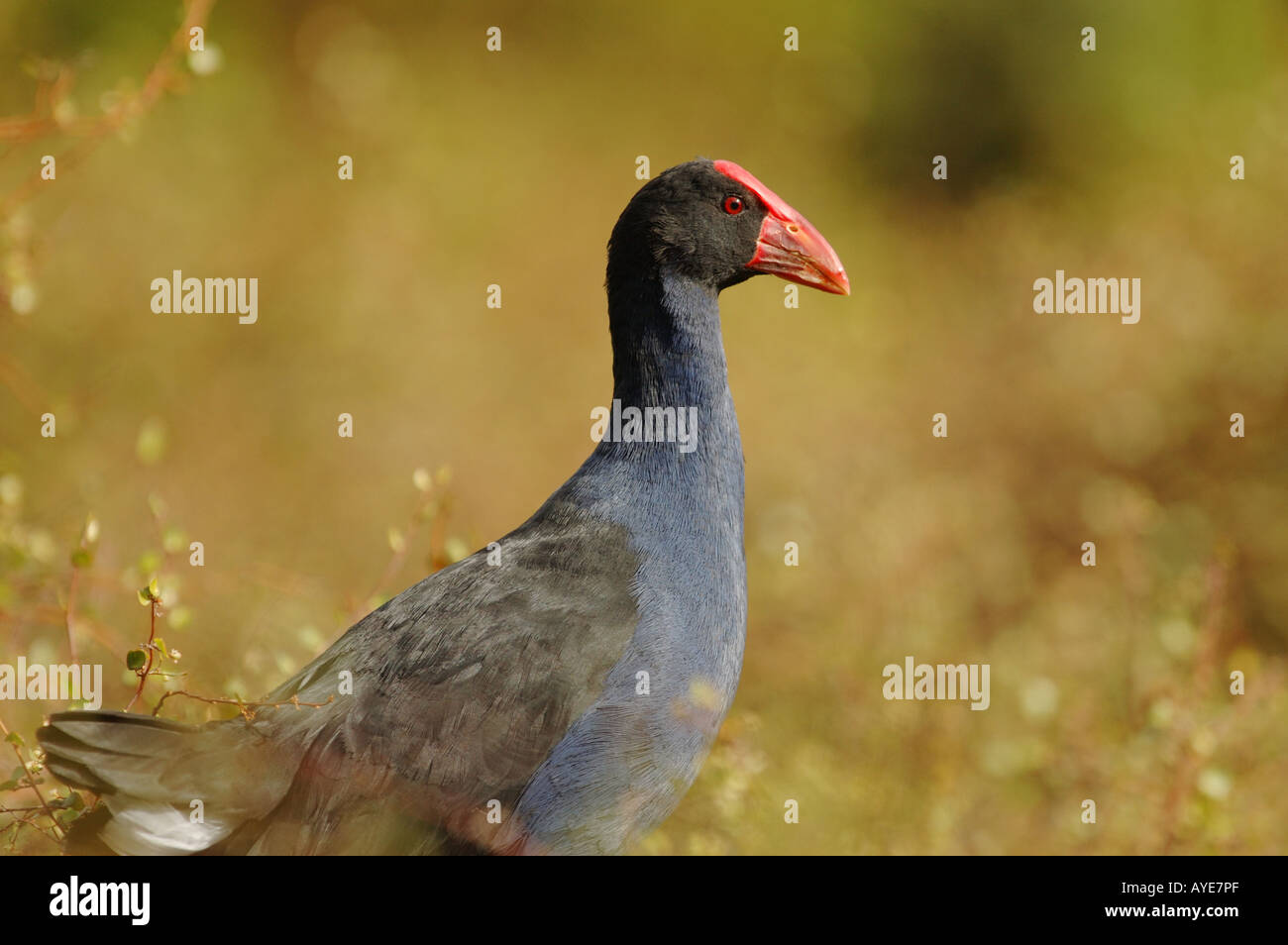Pukeko native new zealand bird hi-res stock photography and images - Alamy