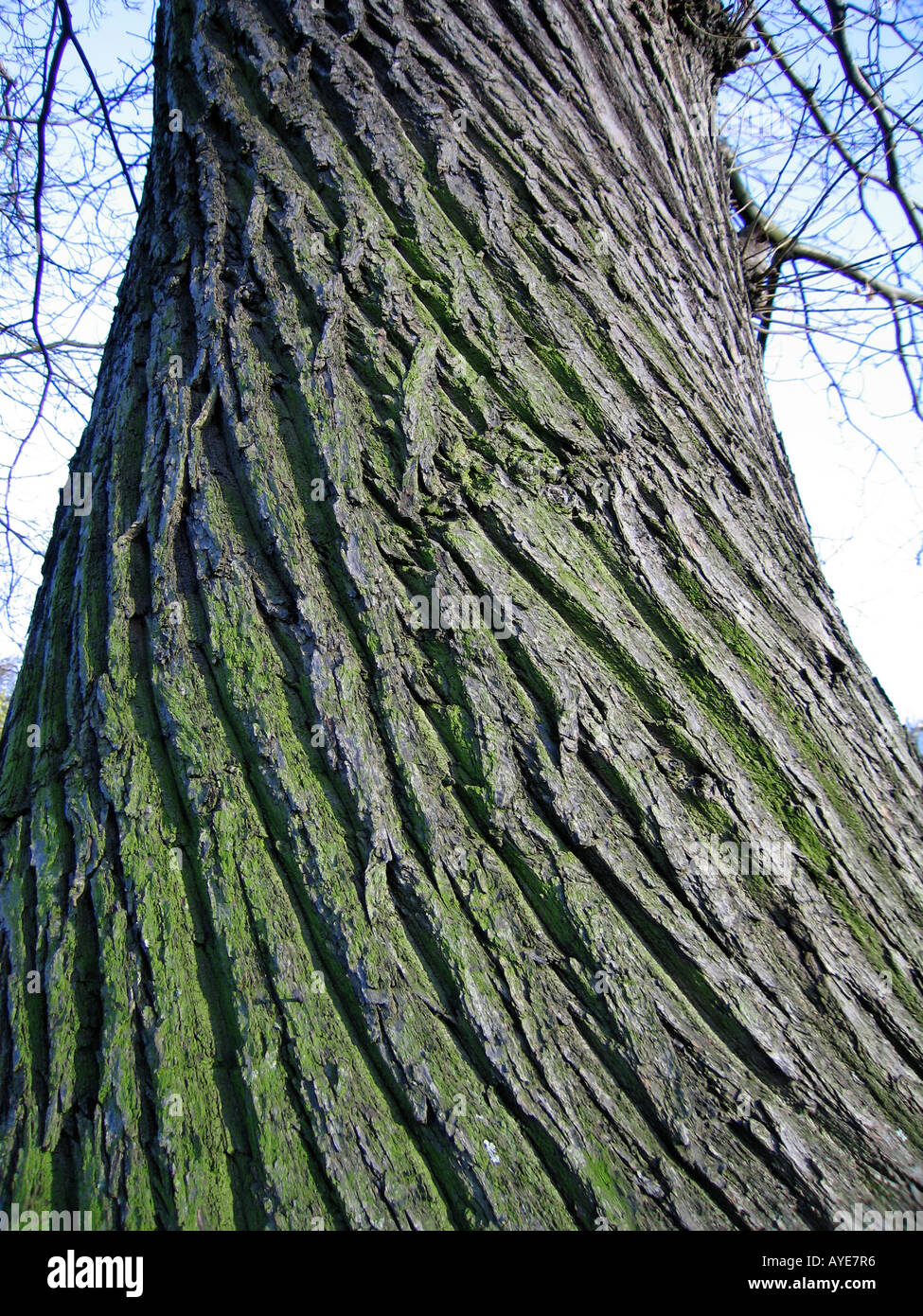 Spiral pattern tree bark hi-res stock photography and images - Alamy