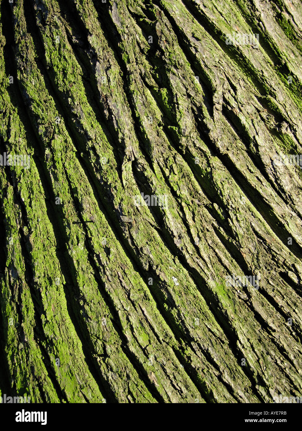 Spiral pattern tree bark hi-res stock photography and images - Alamy