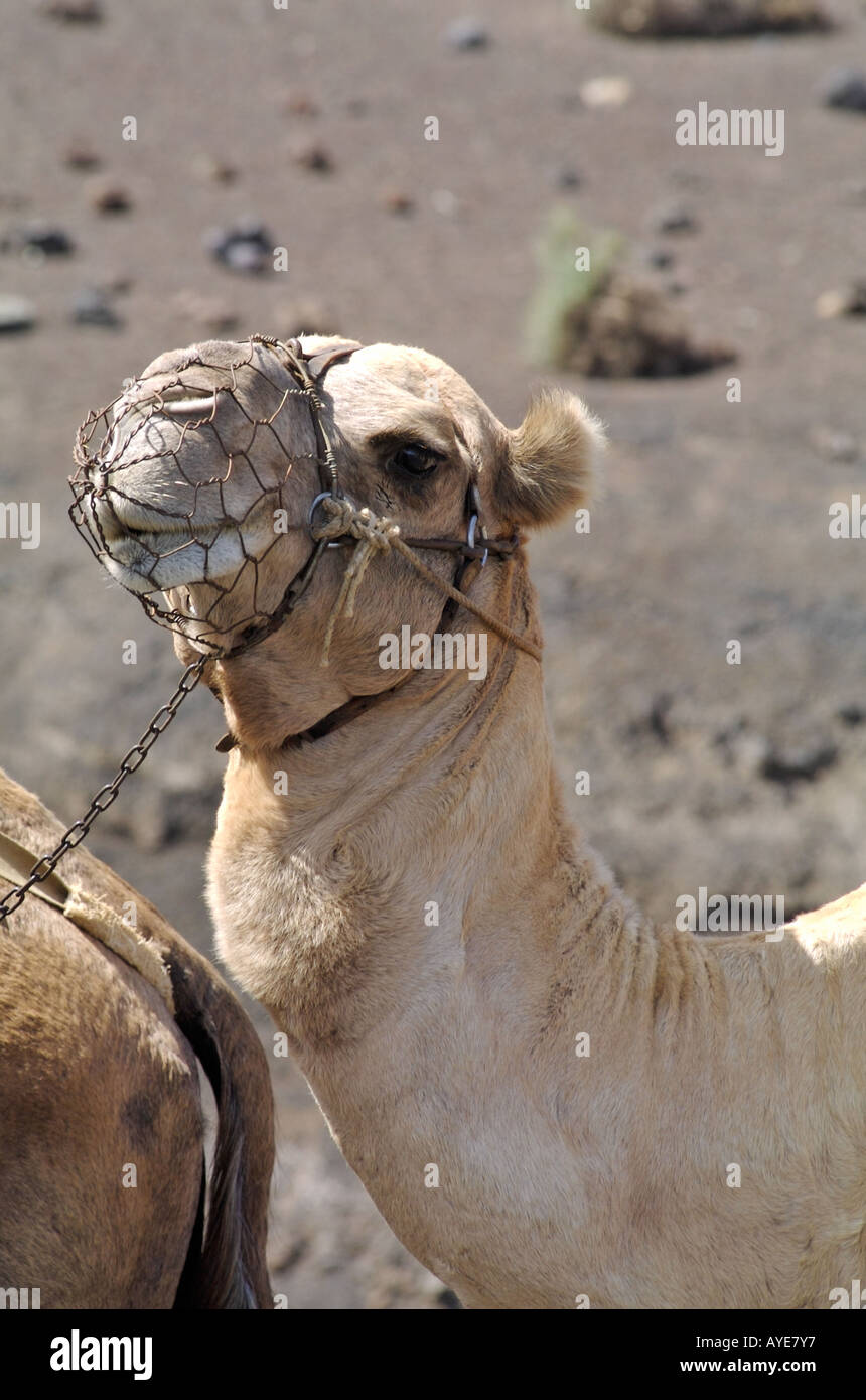 Camel rides - Camels resting with muzzle and harness, at the Camel ...