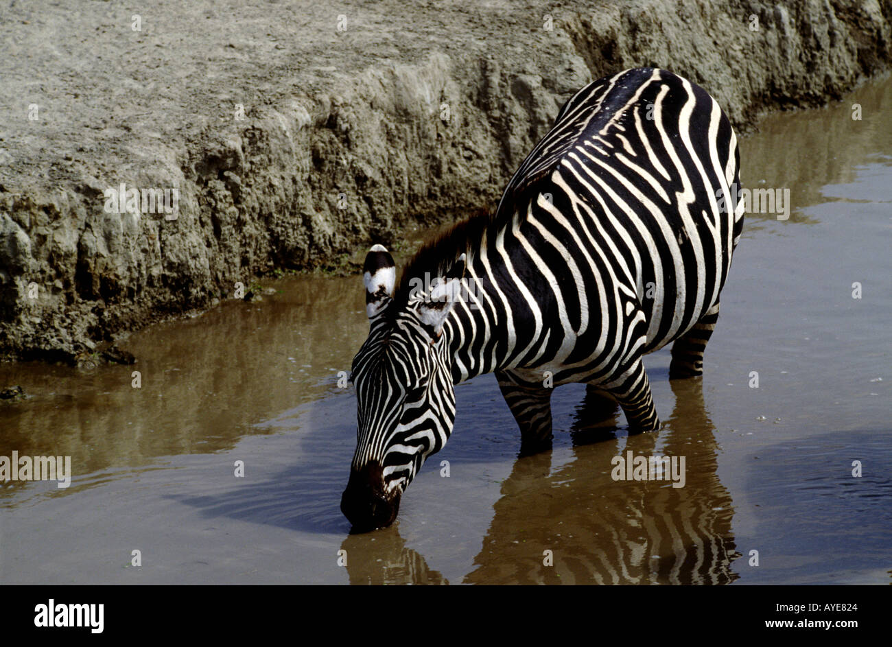 Common zebra drinking at waterhole in Ngorongoro Crater National Park ...
