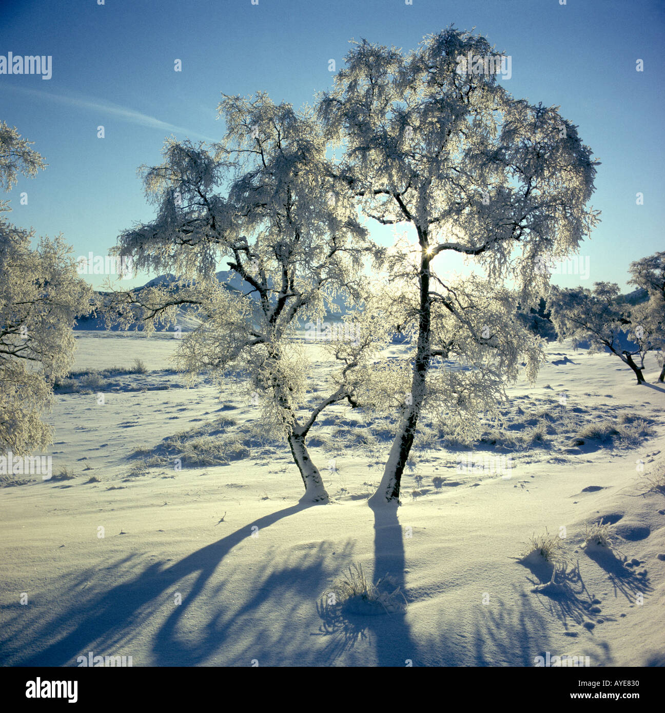 Frosted trees in Winter Stock Photo - Alamy