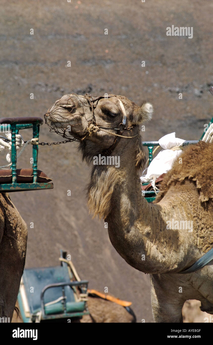 Camel rides - Camels resting with muzzle and harness, at the Camel ...