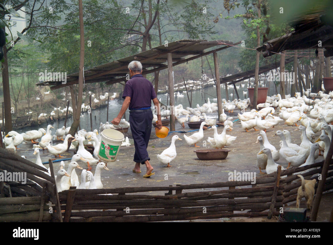 White peking hi-res stock photography and images - Alamy