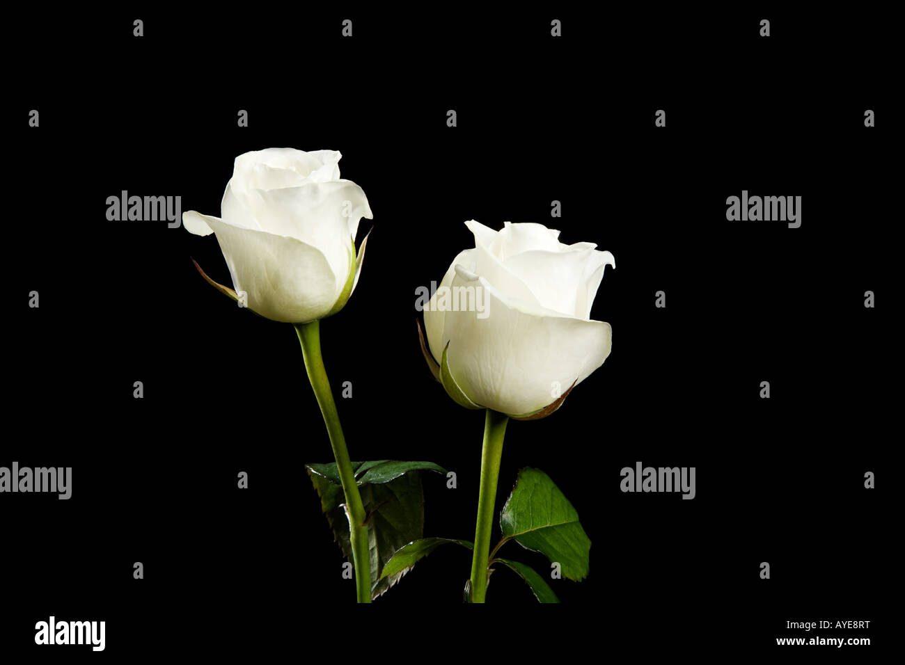 White roses cutout hi-res stock photography and images - Alamy