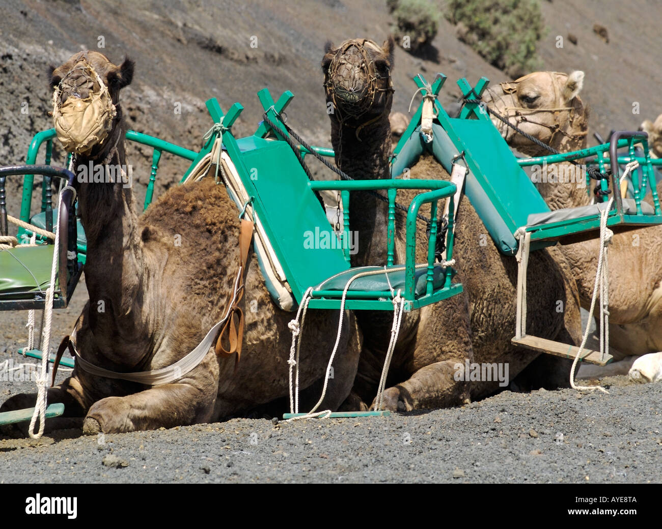 Camel rides - Camels resting with muzzle and harness, at the Camel ...