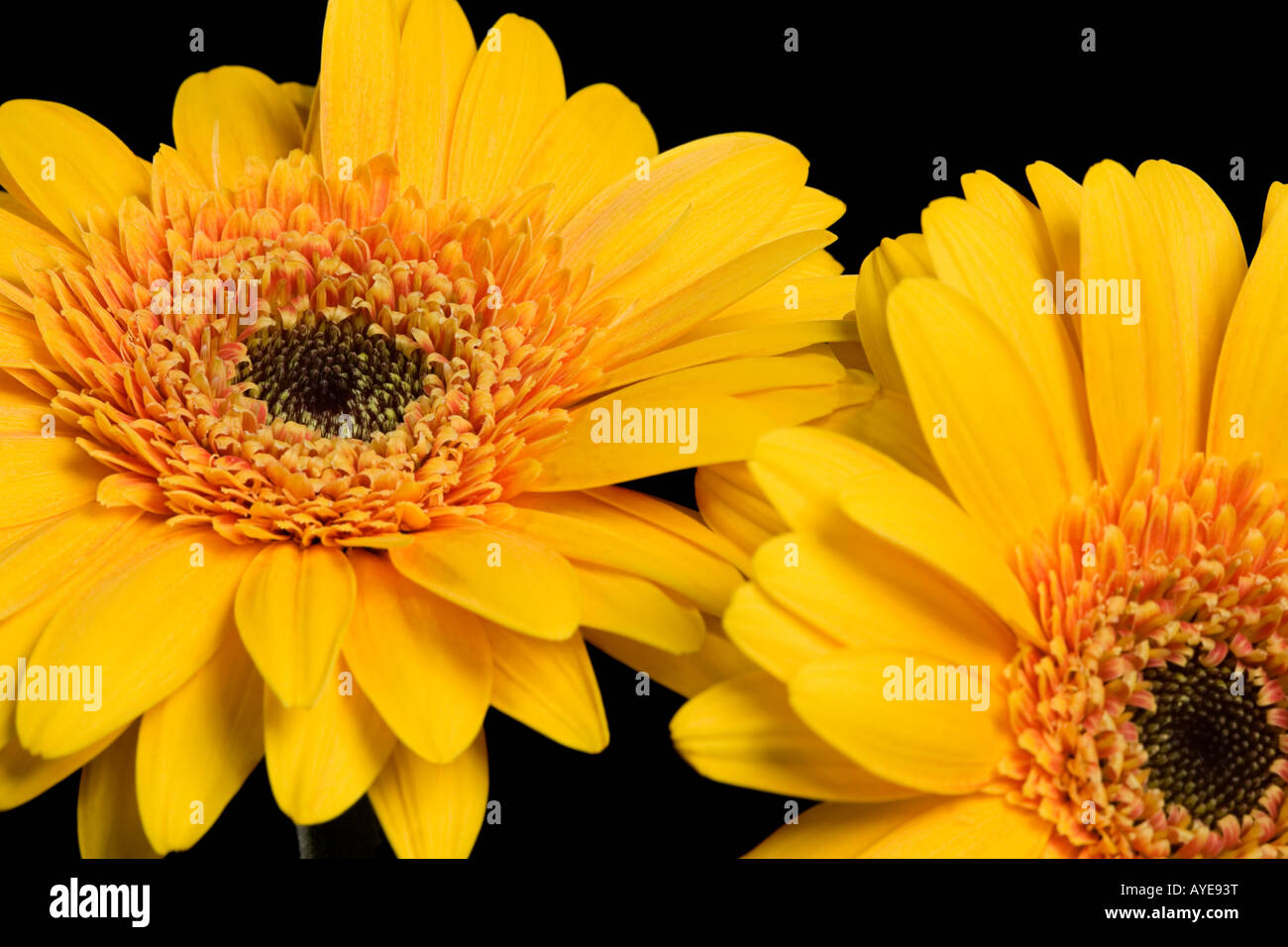Gerbera flowers hi-res stock photography and images - Alamy