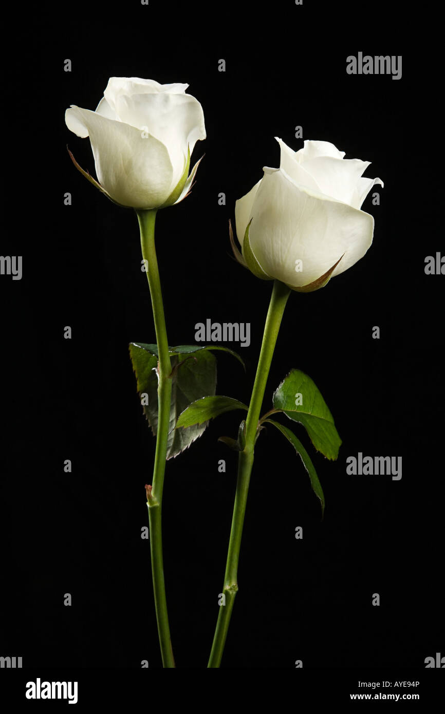 Two white roses Stock Photo - Alamy