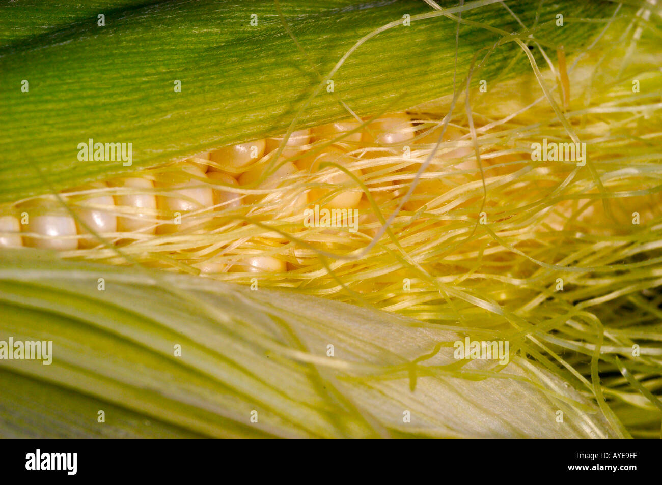 corn silk Stock Photo - Alamy