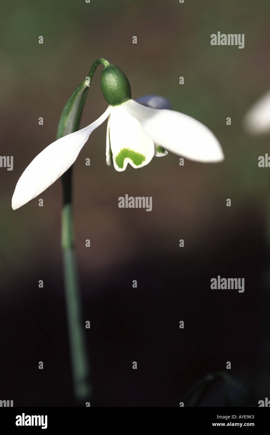 Arnott galanthus hi-res stock photography and images - Alamy