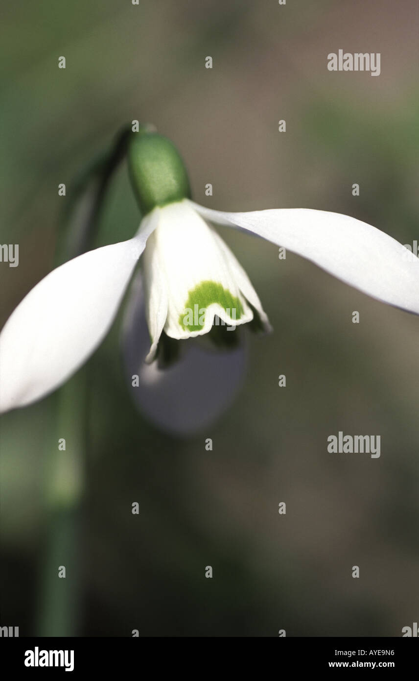 Snowdrop Galanthus Sam Arnott Stock Photo - Alamy
