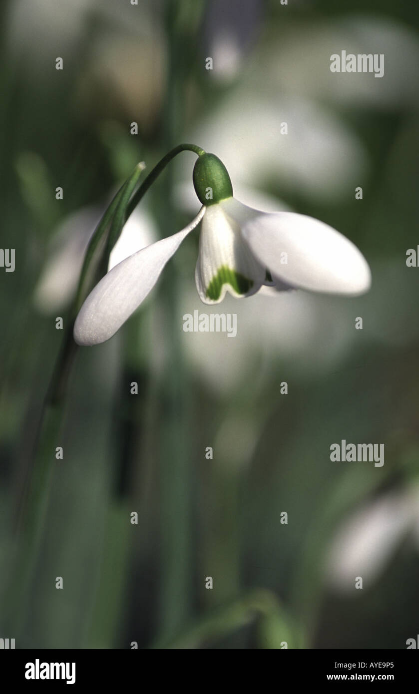 Snowdrop Galanthus Sam Arnott Stock Photo - Alamy