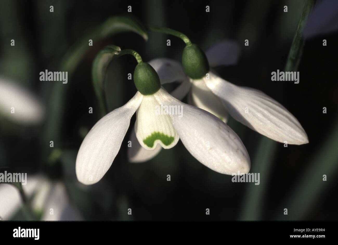 Sam brace hi-res stock photography and images - Alamy