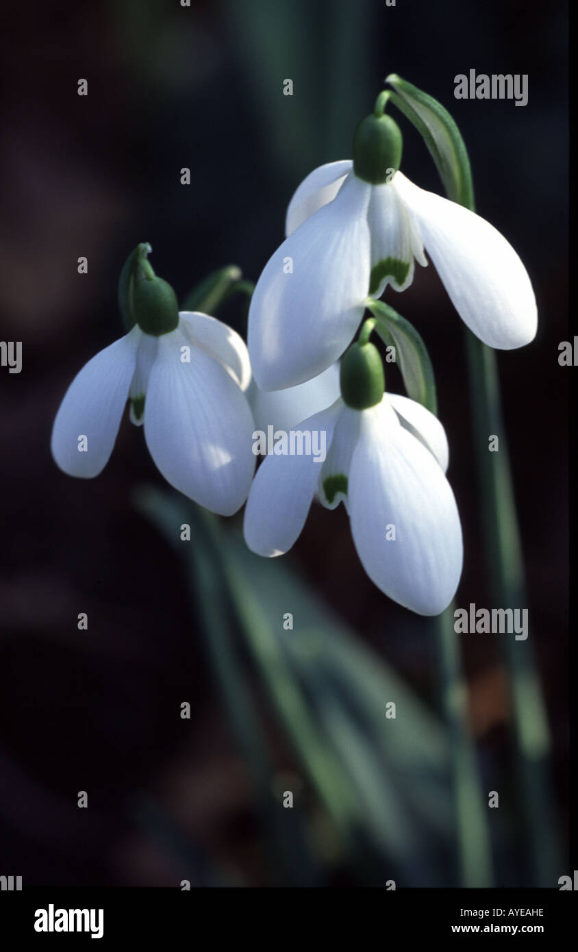 Snowdrop Galanthus Sam Arnott Stock Photo - Alamy