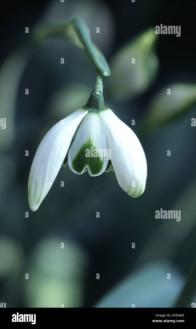Snowdrop Galanthus Sam Arnott Stock Photo - Alamy