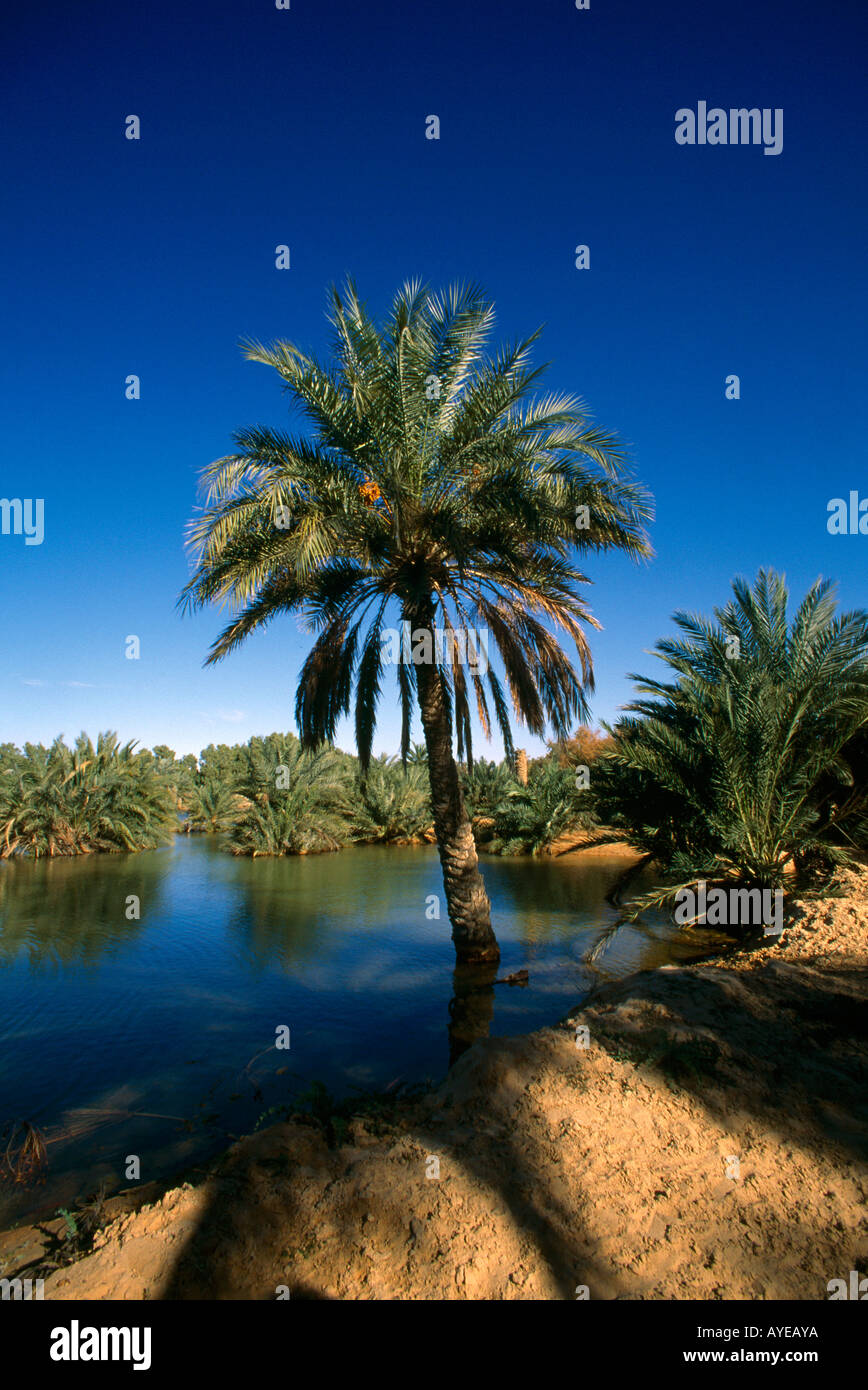 Tunisia Kebili Oasis - River Running Into Oasis Stock Photo - Alamy