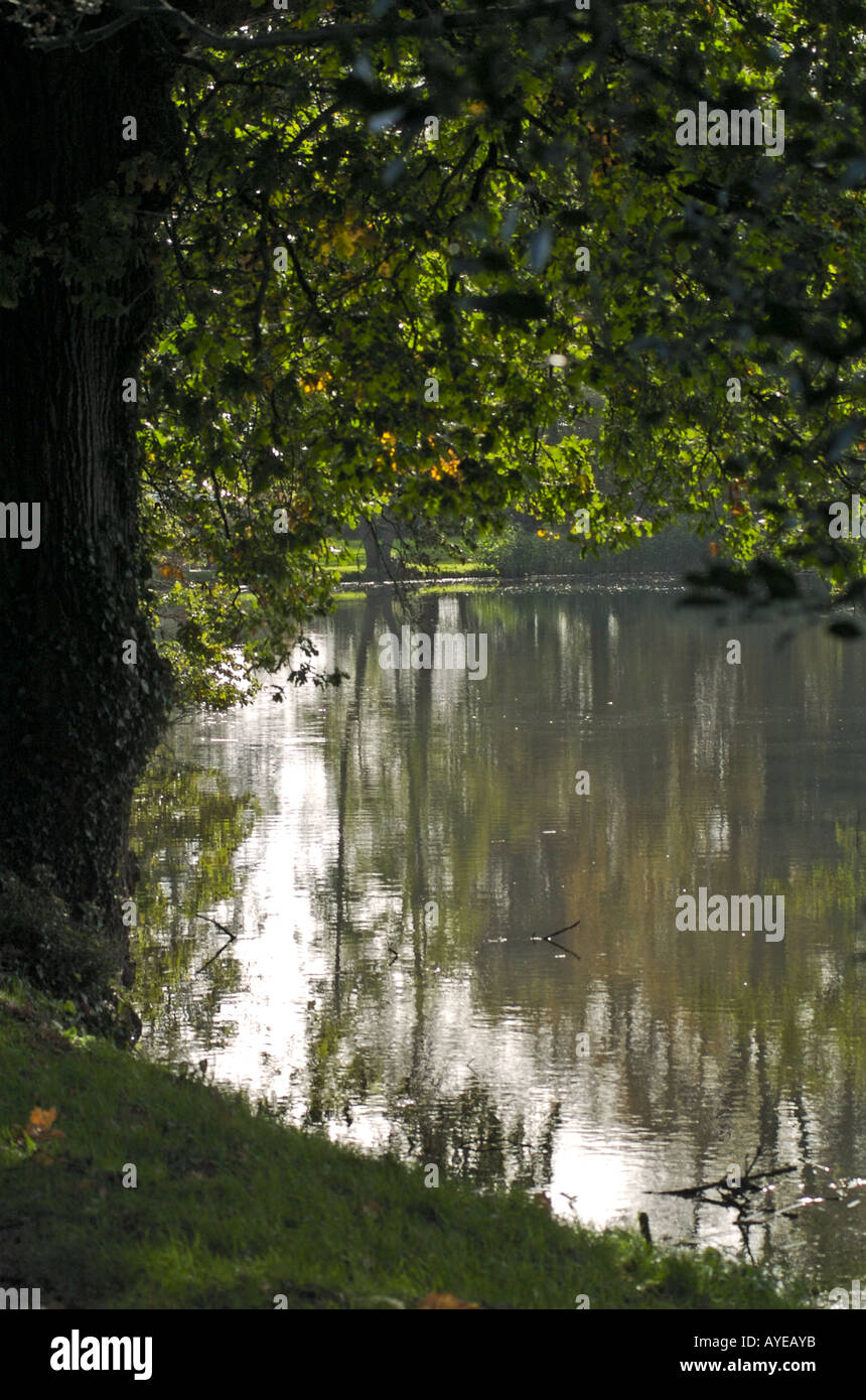 Reflection of tree branches and leaves in a river, England, UK Stock ...