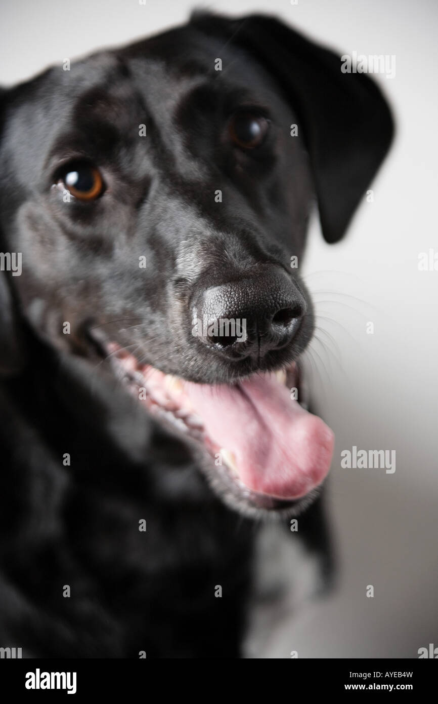 Black Labrador Retriever High Resolution Stock Photography and Images ...