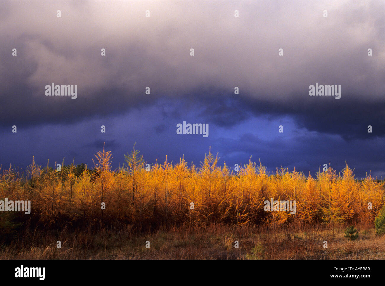 Larch (Larix Mill Stock Photo - Alamy