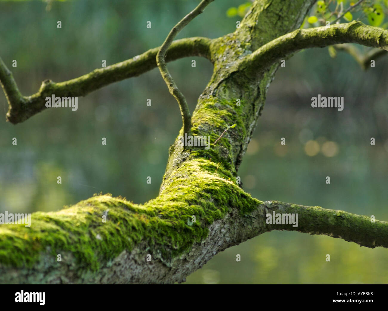 Moss growing on tree branch in woodland setting, England, UK Stock ...